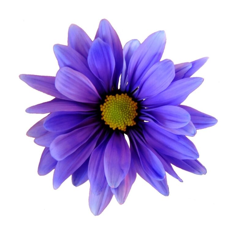 Purple Neon Tinted Daisy Chrysanthemums Flower - Liberty Blooms